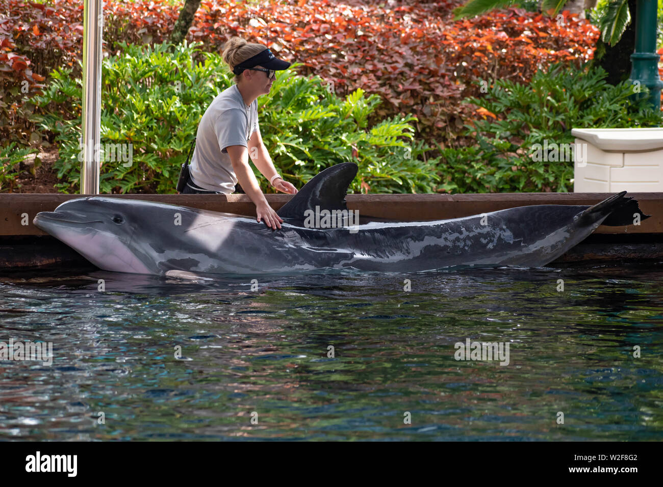 Dolphin amphitheater hi-res stock photography and images - Alamy
