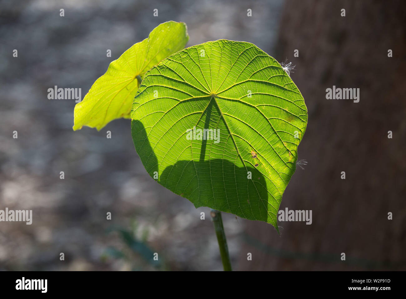 Leaves in the sun hi-res stock photography and images - Alamy
