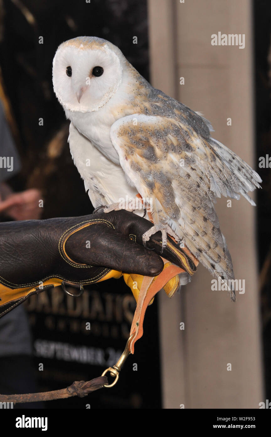 2010 owl animal hi-res stock photography and images - Alamy
