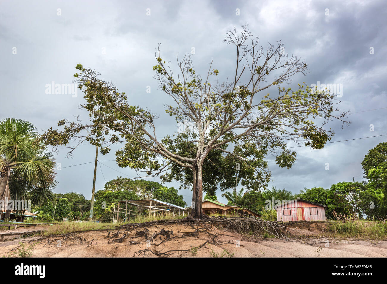 A nice tree in front of a simple traditional house in an isolated ...