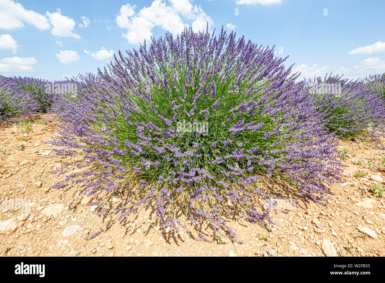 Lavender field in the summer. Flowers in the lavender fields in the ...