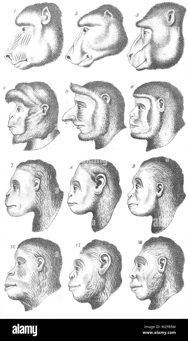 Chapman, Evolution of Life Faces of monkeys Stock Photo - Alamy