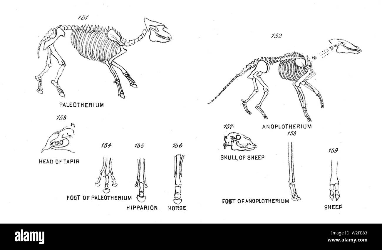 History of life evolution Cut Out Stock Images & Pictures - Alamy