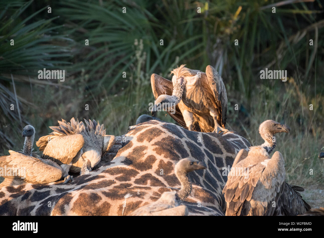 A vulture getting ready to take a bite out of a downed giraffe Stock ...