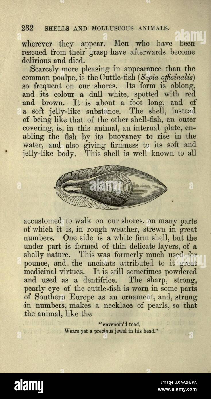Chapters on the common things of the sea-coast (Page 232 Stock Photo ...