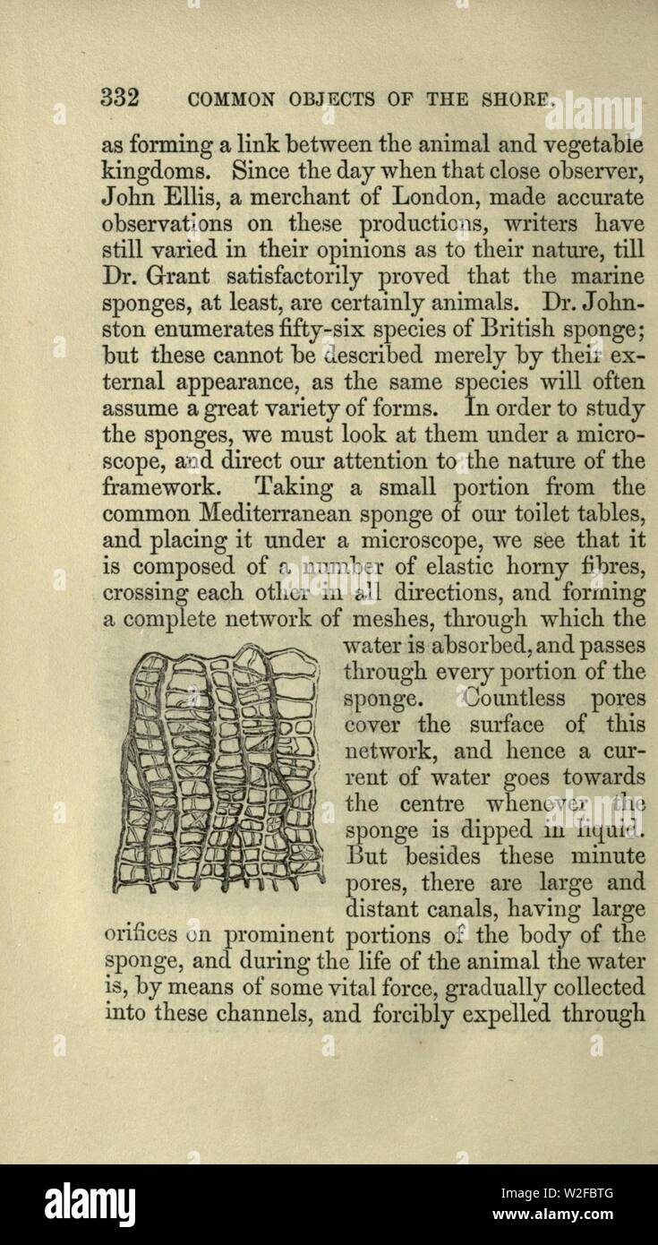 Chapters on the common things of the sea-coast (Page 332 Stock Photo ...