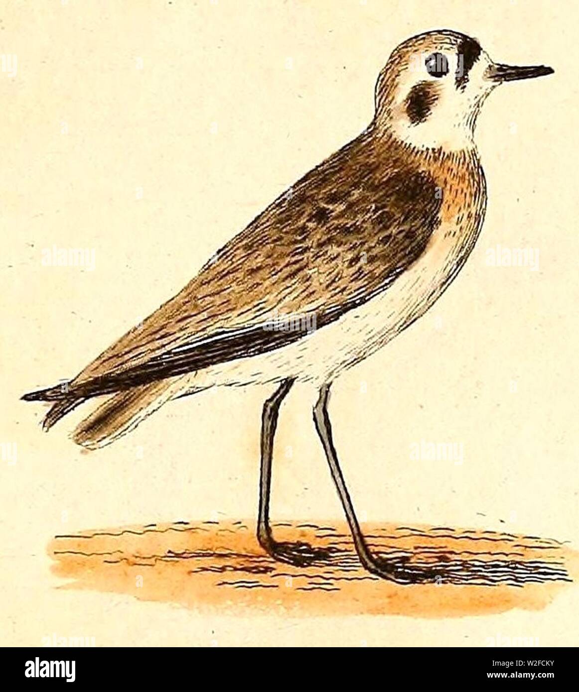 Pecuarius hi-res stock photography and images - Alamy