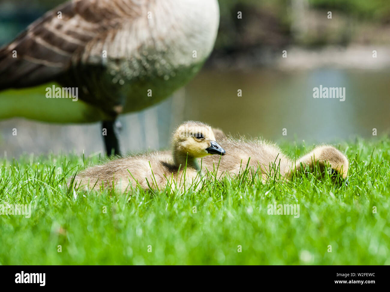 Cute goose hi-res stock photography and images - Alamy