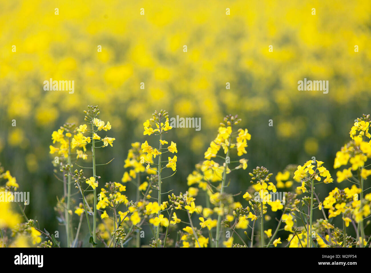 Brassica rapa seed hi-res stock photography and images - Alamy
