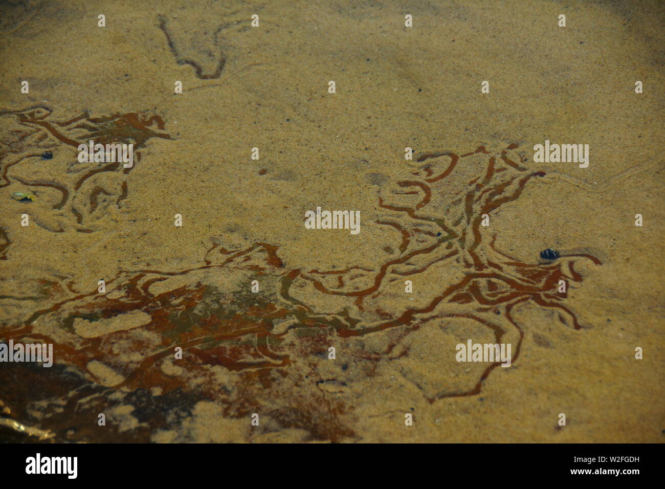 Periwinkle snail hi-res stock photography and images - Alamy