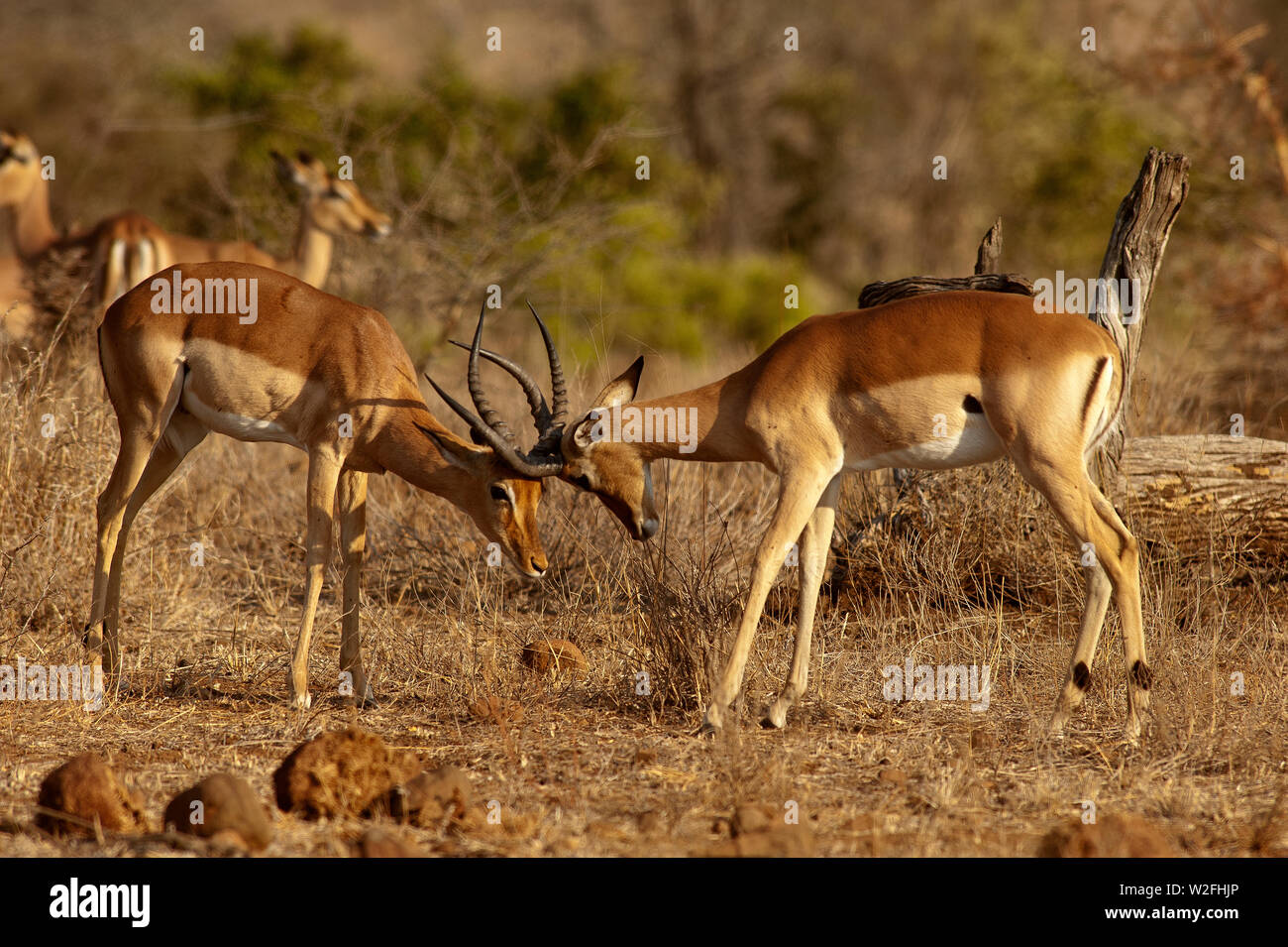 Impalas at Kruger National Park, South Africa Stock Photo - Alamy