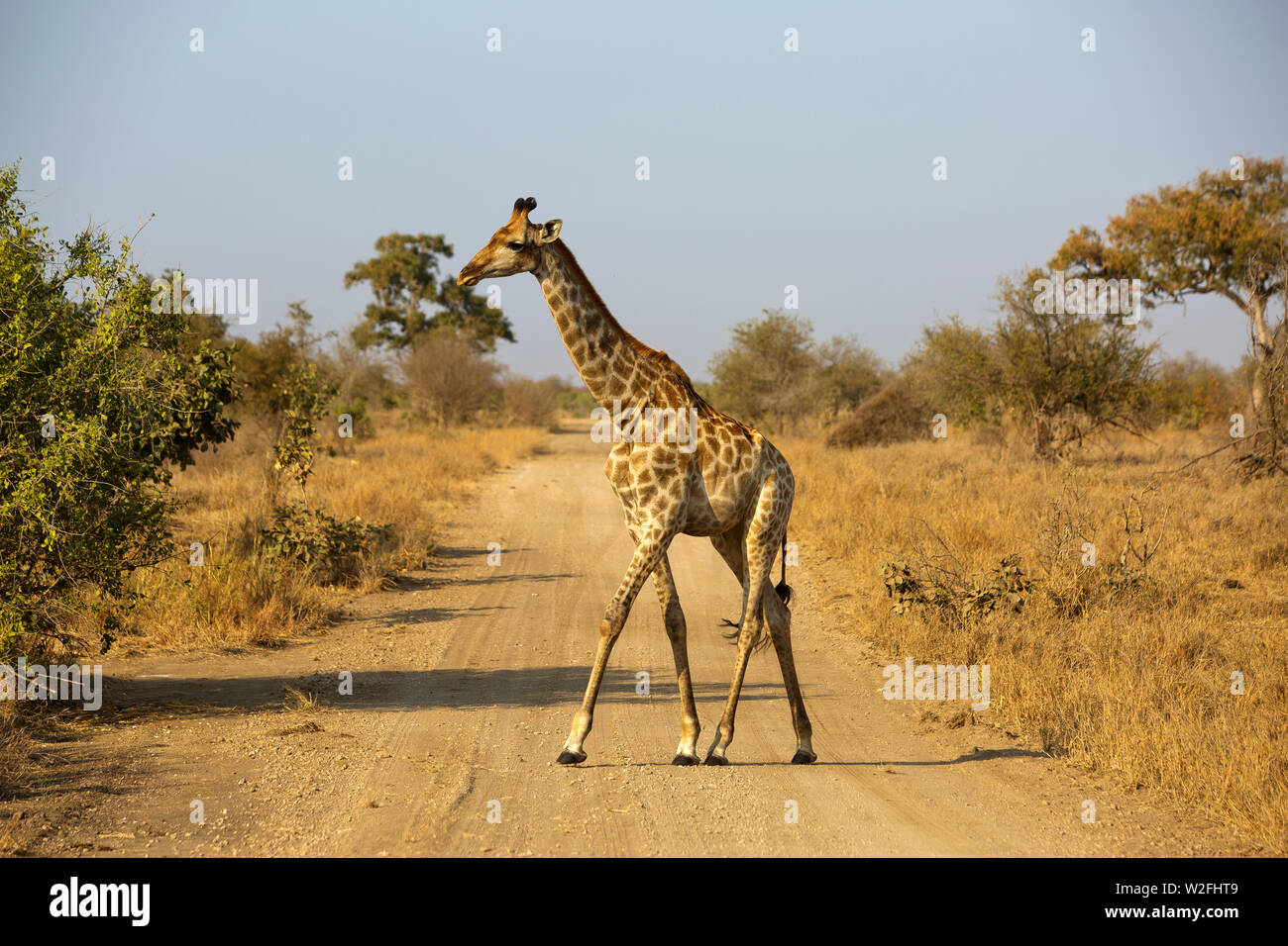 Giraffe crossing the road at Kruger National Park, South Africa Stock ...