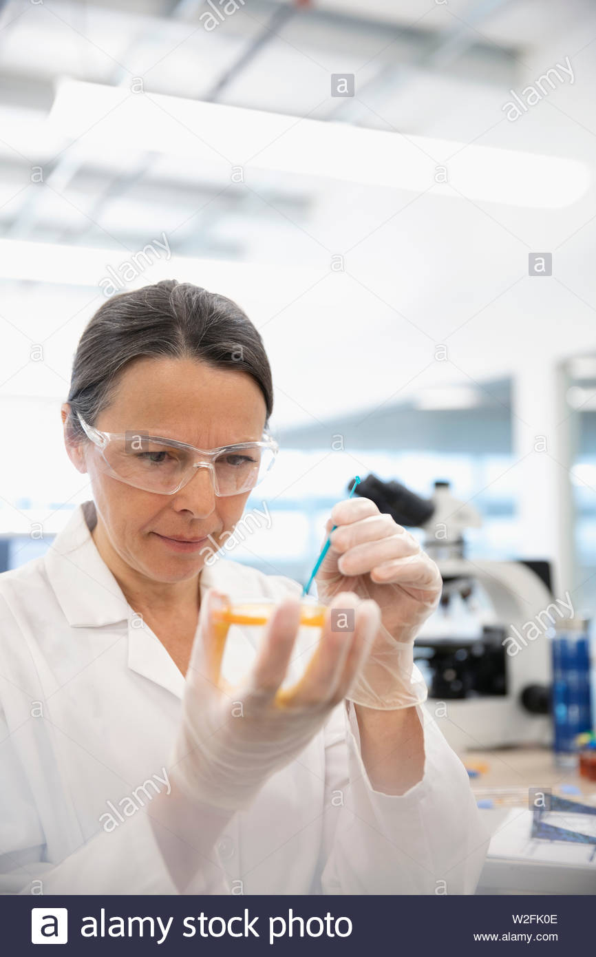 Agar plate inoculating hi-res stock photography and images - Alamy