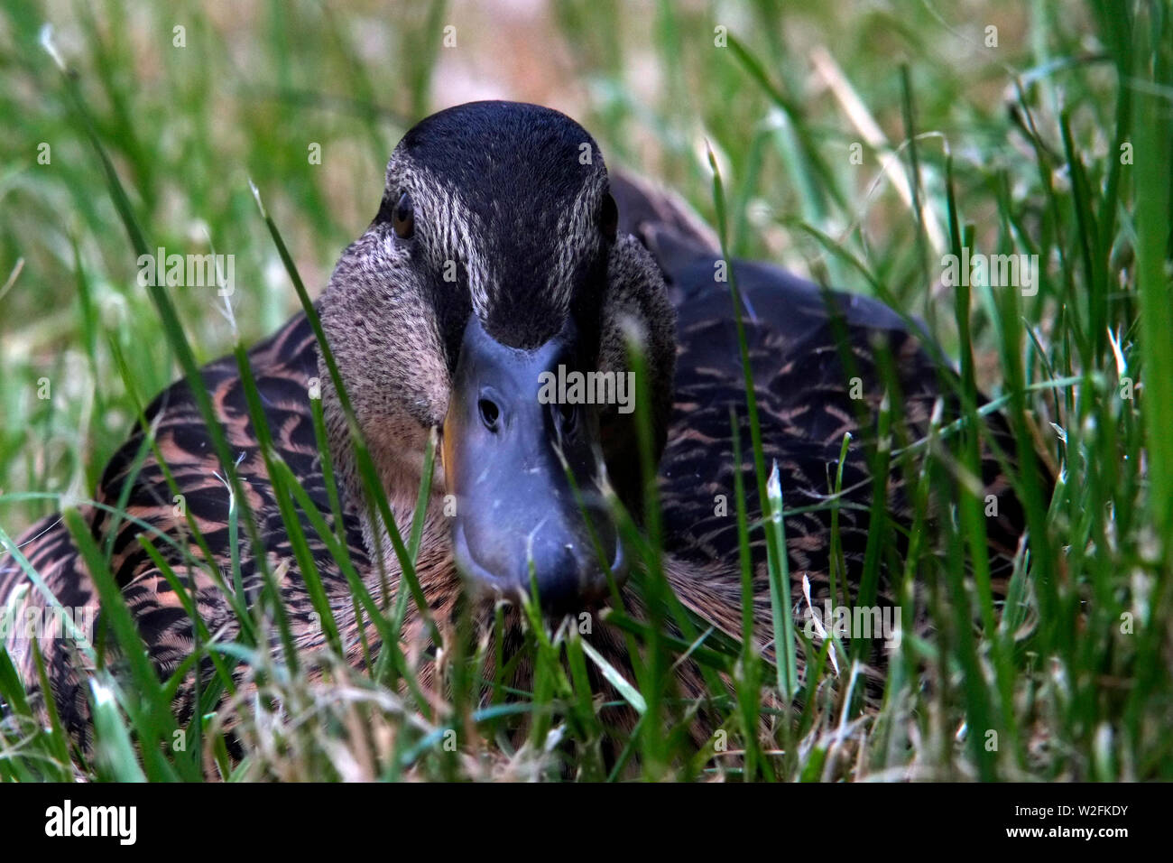 Mallard duck facing forward hi-res stock photography and images - Alamy