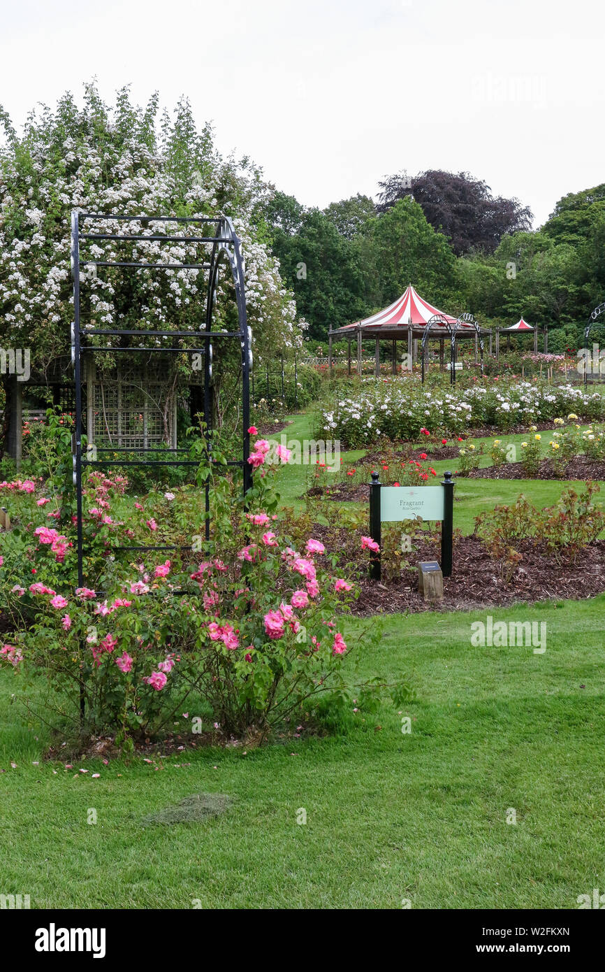 Rose gardens at Sir Thomas and Lady Dixon Park in Belfast, the gardens ...