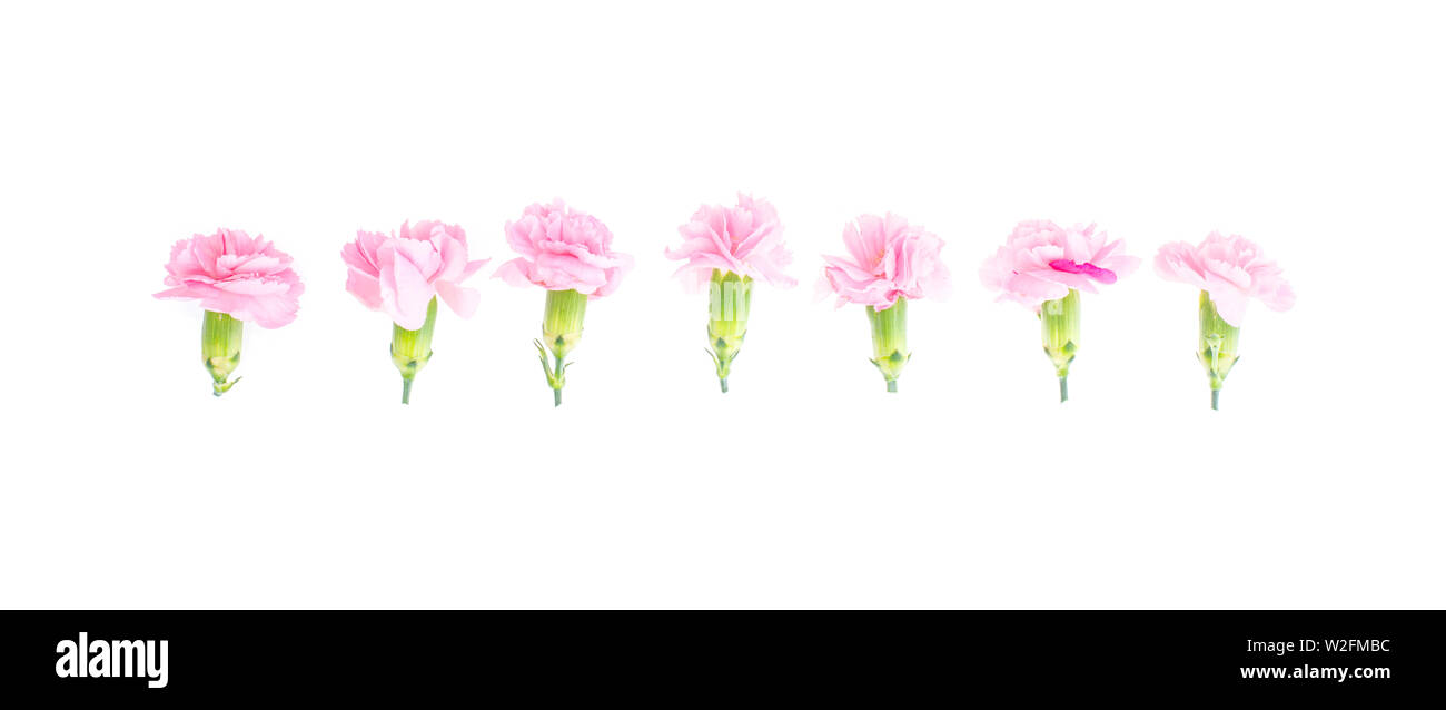 Pink carnations heads on white background Stock Photo - Alamy