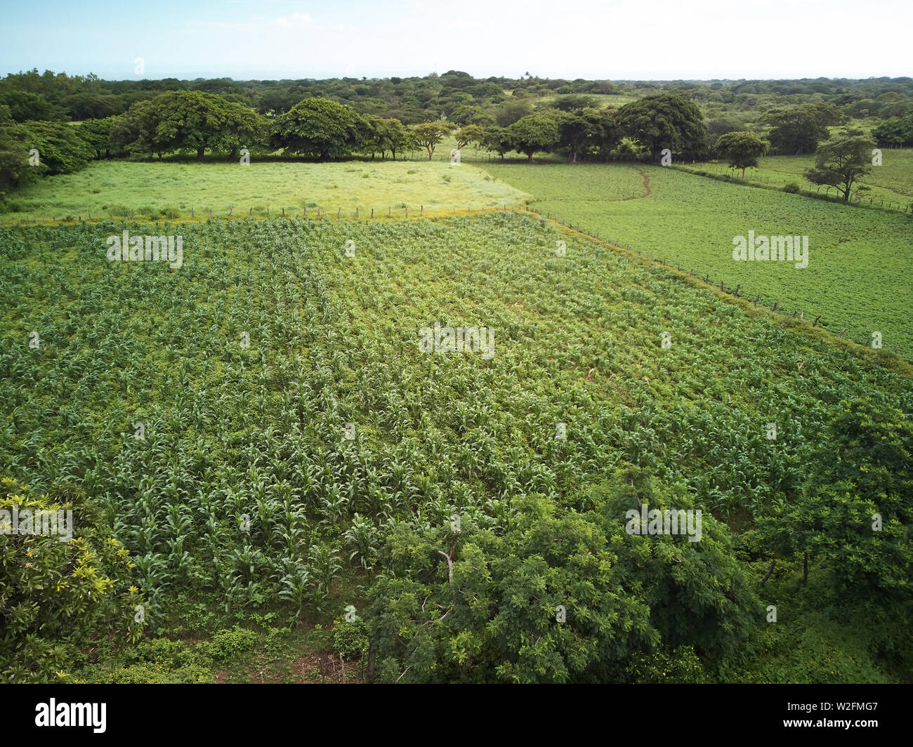 Green agriculture plantation aerial above top view Stock Photo - Alamy