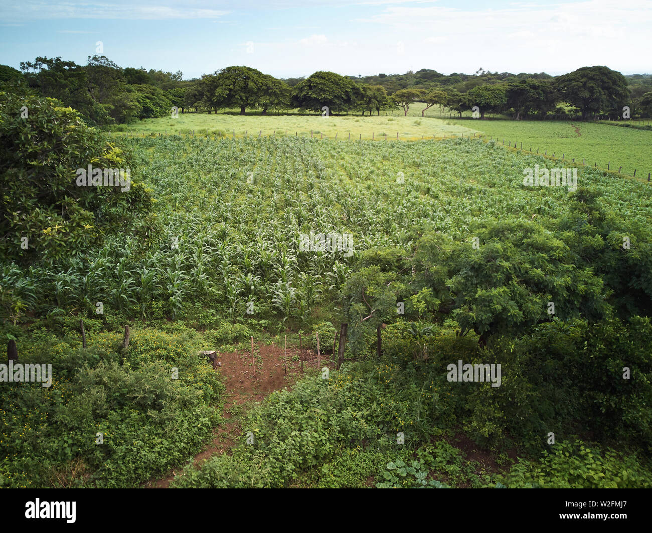 Green agriculture corn field above top view on farm Stock Photo - Alamy