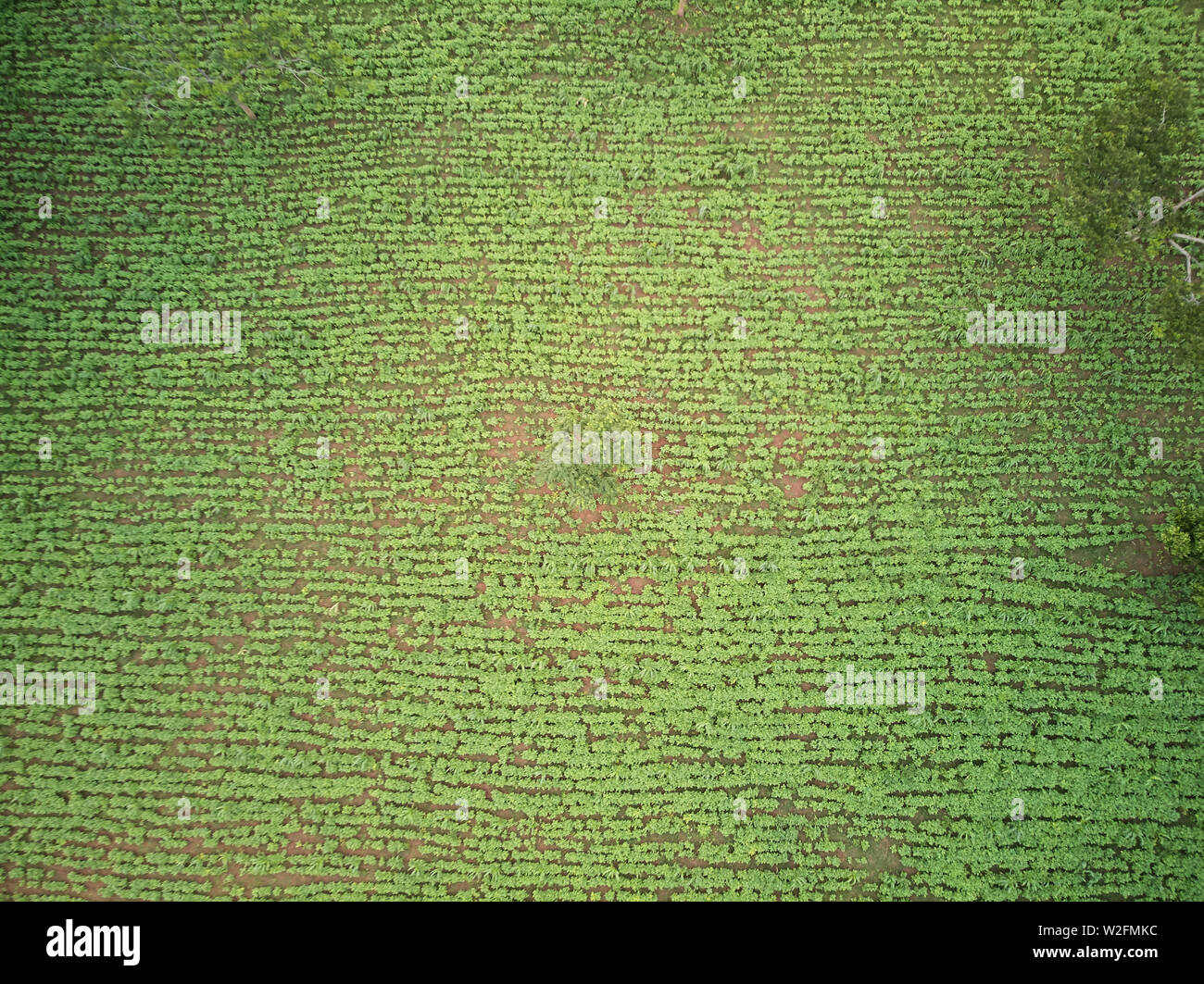 Aerial top view green rice hi-res stock photography and images - Alamy