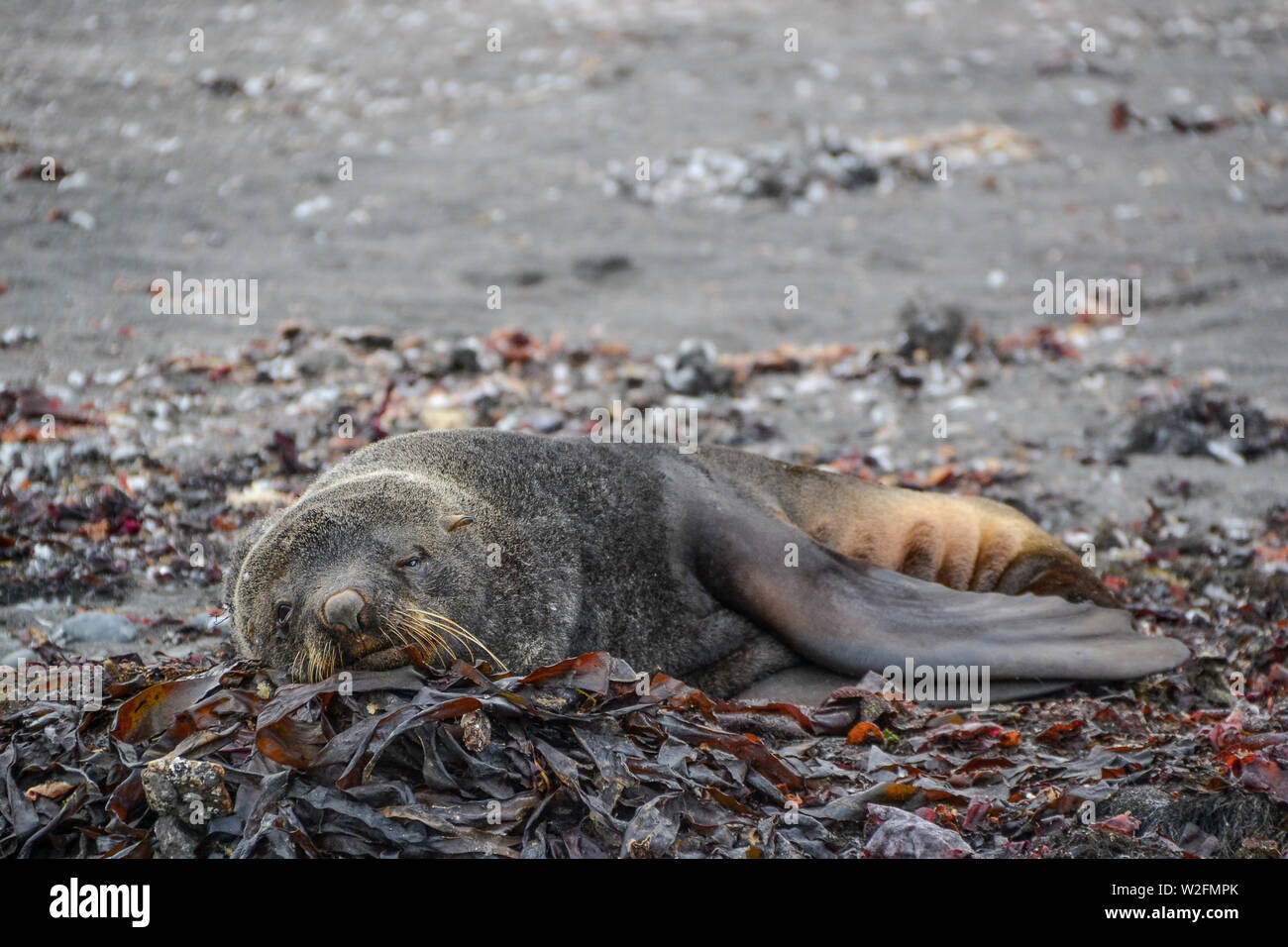 Sleepy seal hi-res stock photography and images - Alamy