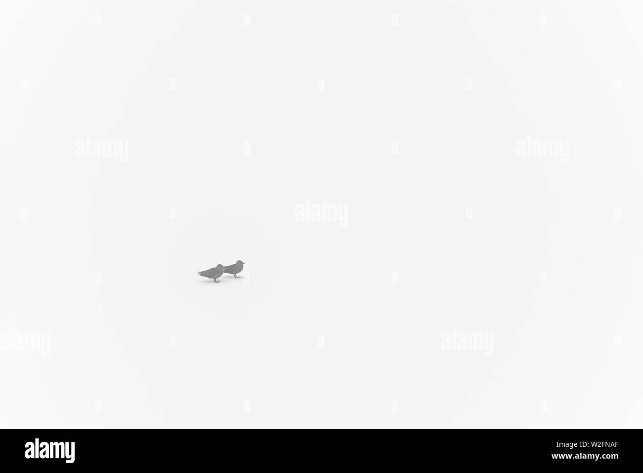 Two birds in the middle of a snow storm in Antarctica Stock Photo - Alamy