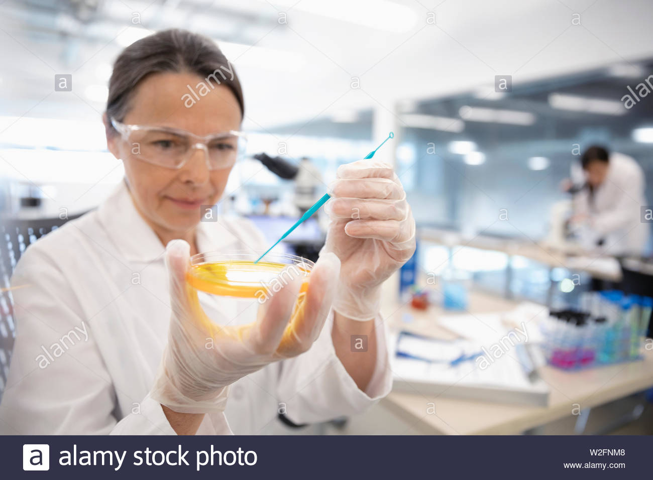 Agar plate inoculating hi-res stock photography and images - Alamy