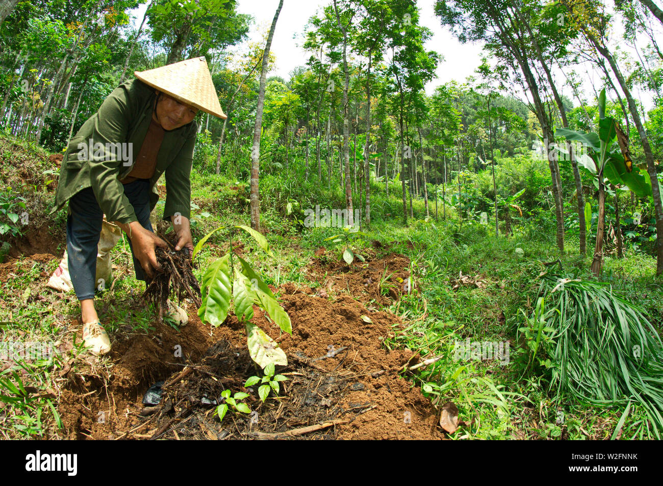 The farmers in Java Stock Photo - Alamy