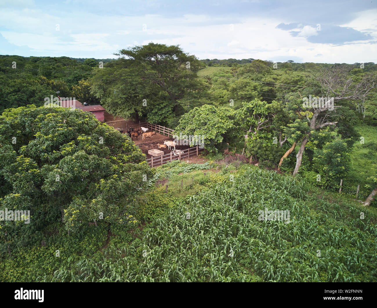 Cow corral on farm in natural farm background Stock Photo - Alamy