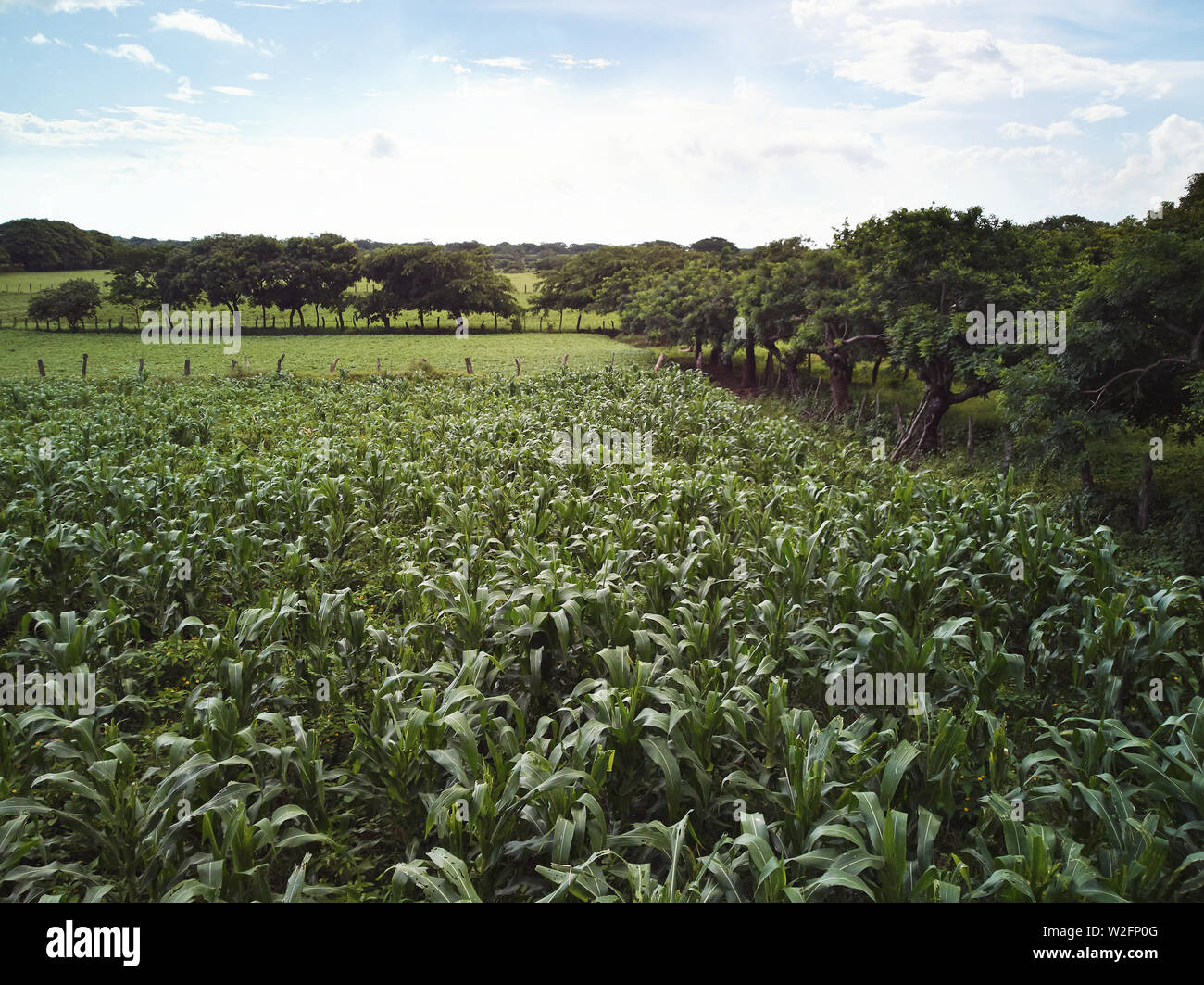 Cornfield plantation corn aerial view hi-res stock photography and ...