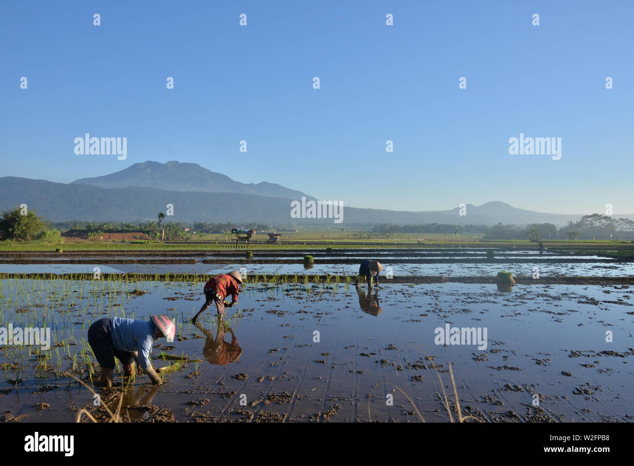 some farmers are planting rice in the fields Stock Photo - Alamy