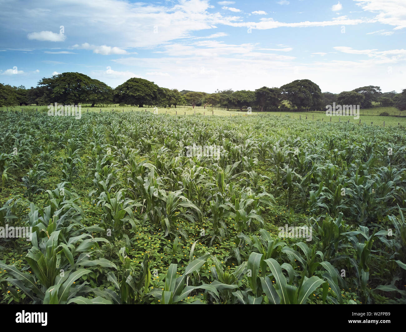 Green corn field on blue sky background aerial above view Stock Photo ...