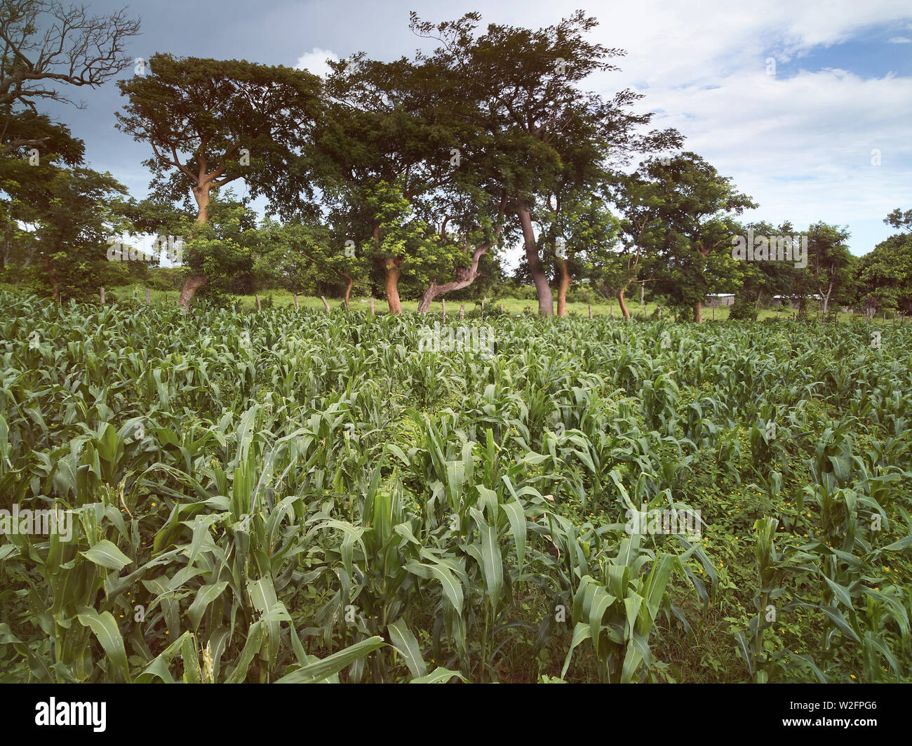 Green maize tree hi-res stock photography and images - Alamy