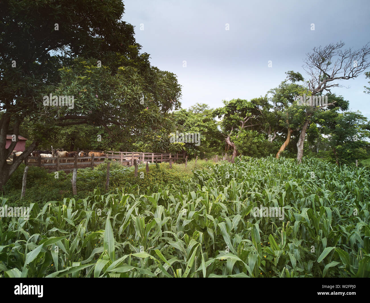 Natural farm theme. Cows stay next to green corn field Stock Photo - Alamy