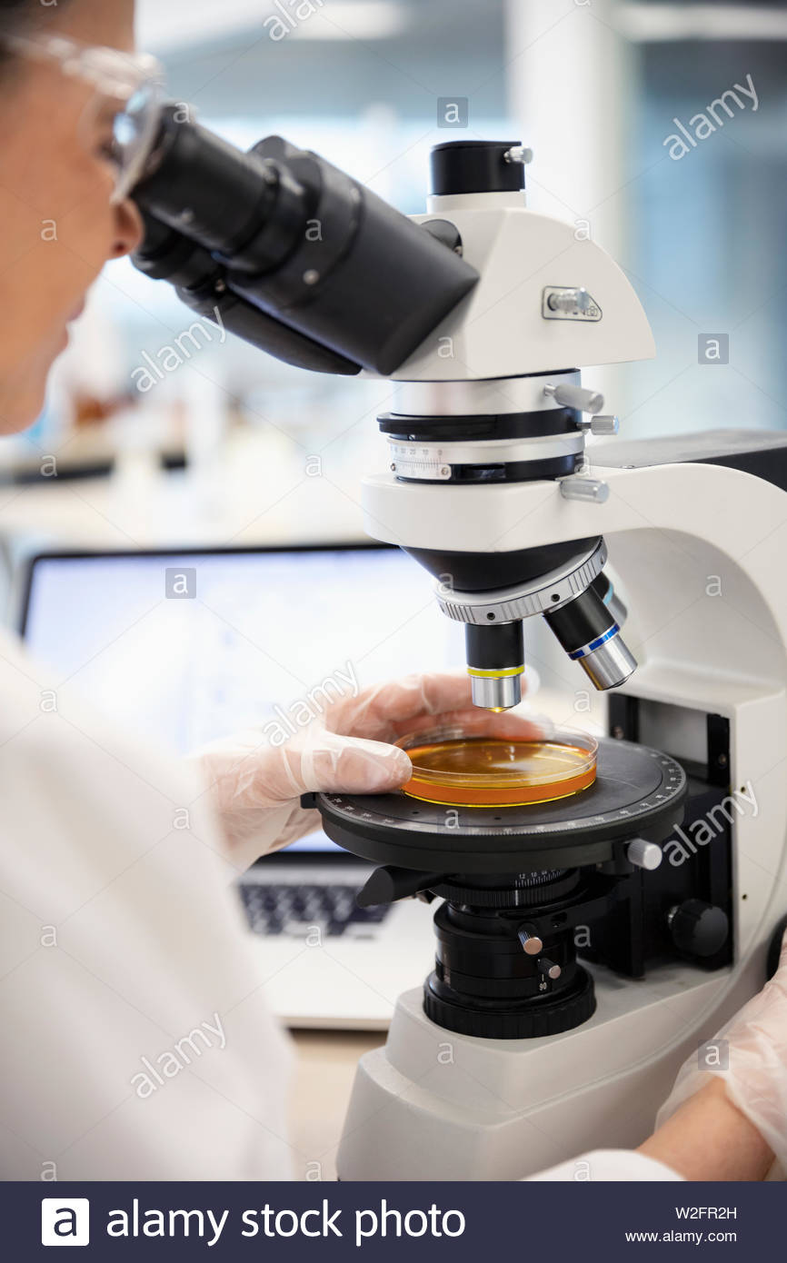 Petri dish scientist hi-res stock photography and images - Alamy