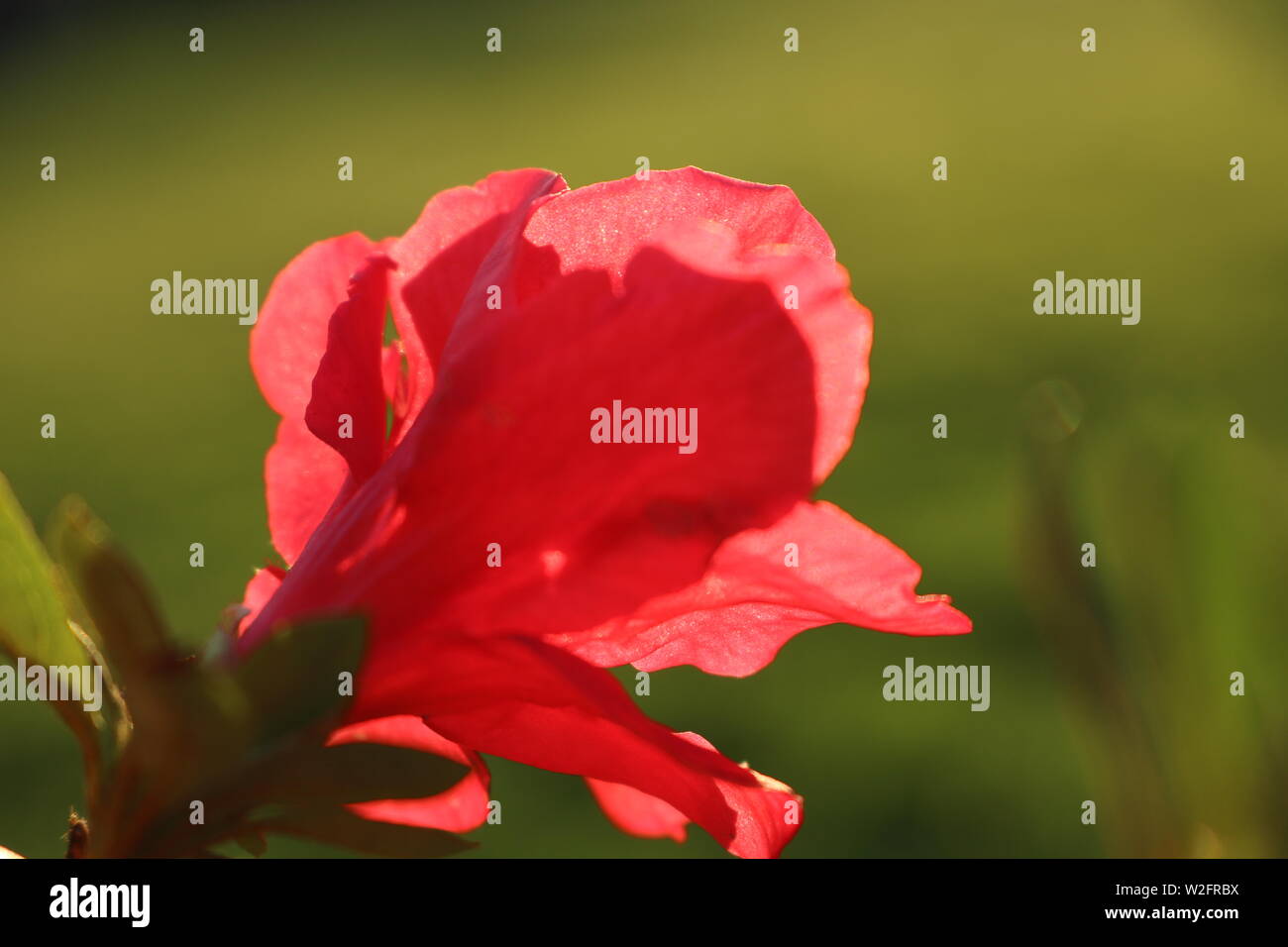 Red Azalea In the sun light Stock Photo - Alamy