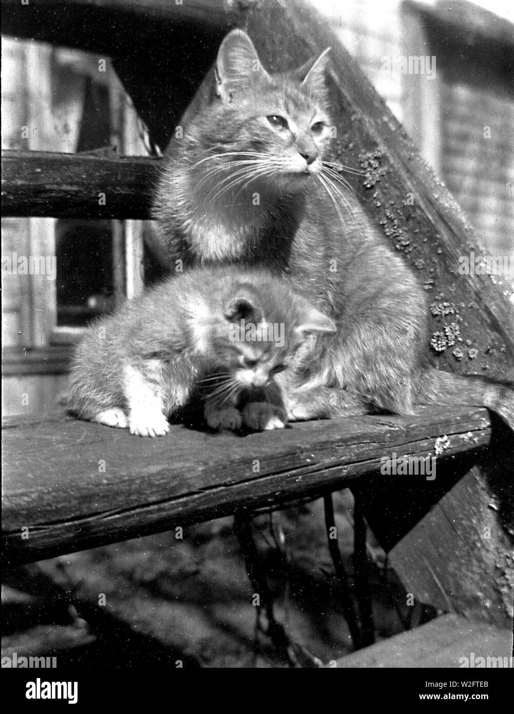 1920s cats hi-res stock photography and images - Alamy