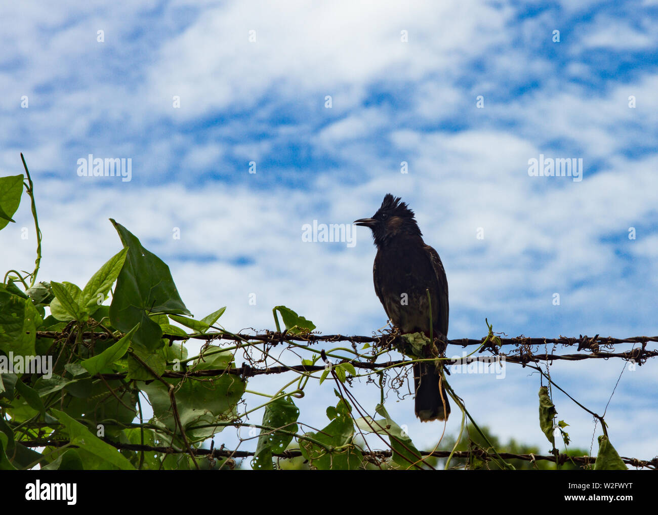 Bulbule bird on a strand of wire in Tonga Stock Photo - Alamy