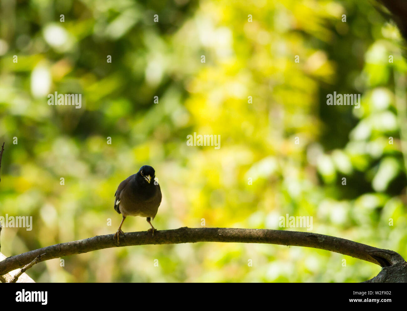 Myna nest hi-res stock photography and images - Alamy