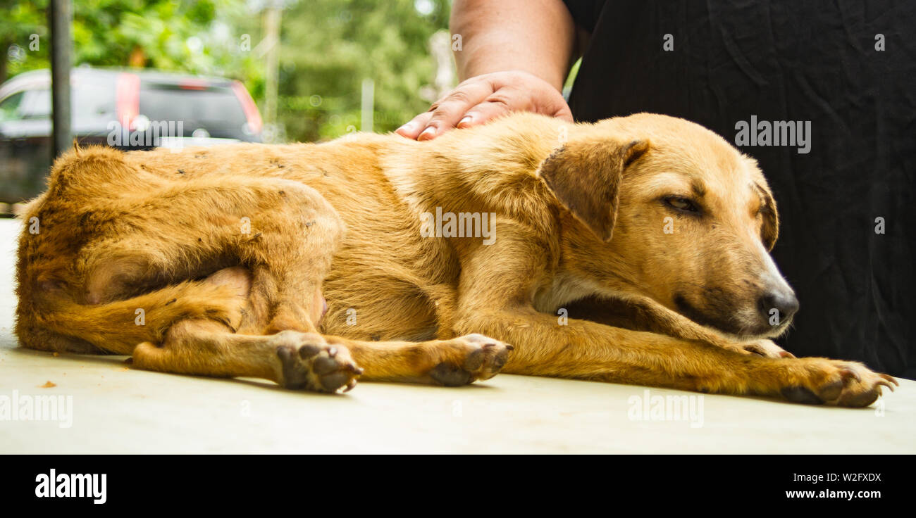 Sick dog at veterinarian Stock Photo - Alamy