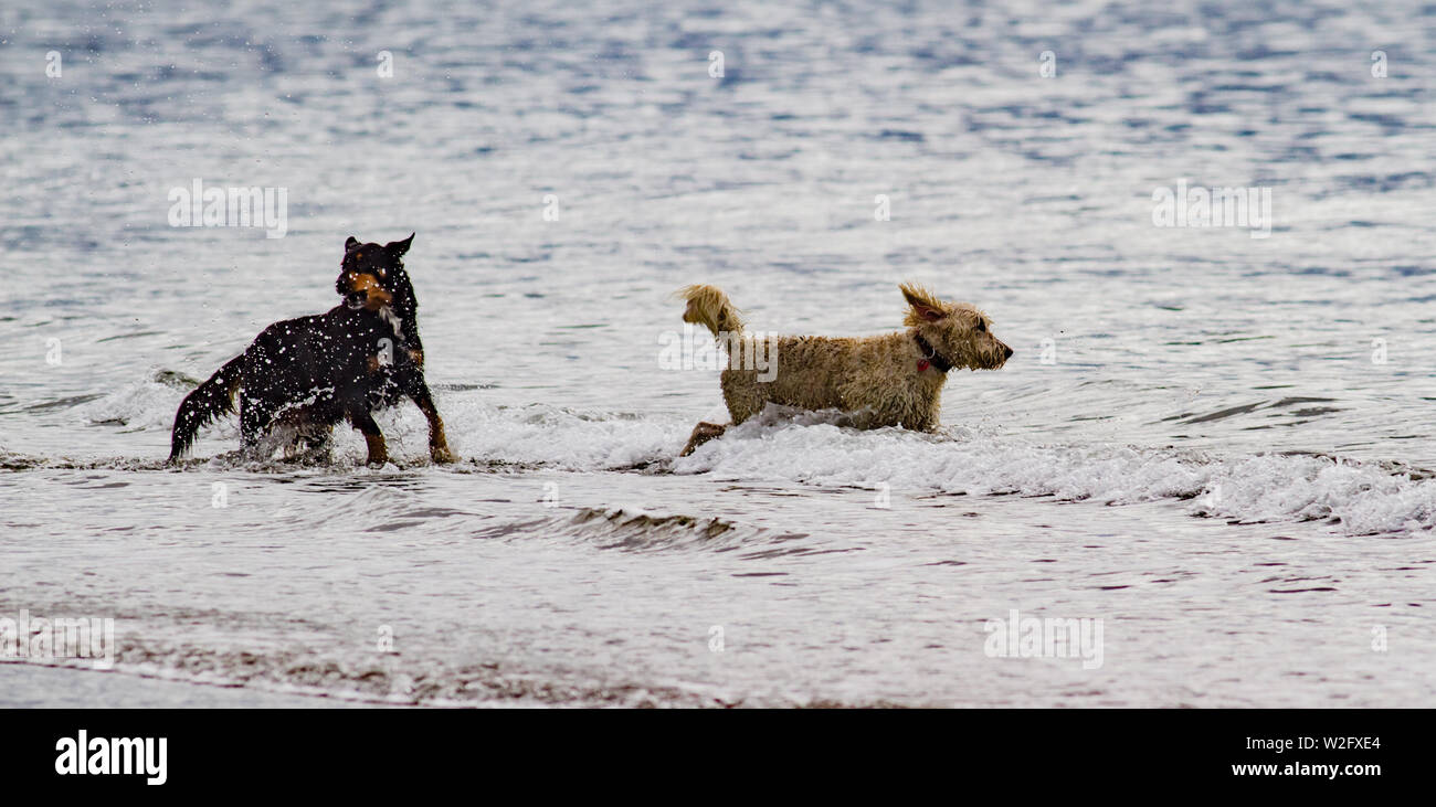 Dogs playing on the beach Stock Photo - Alamy
