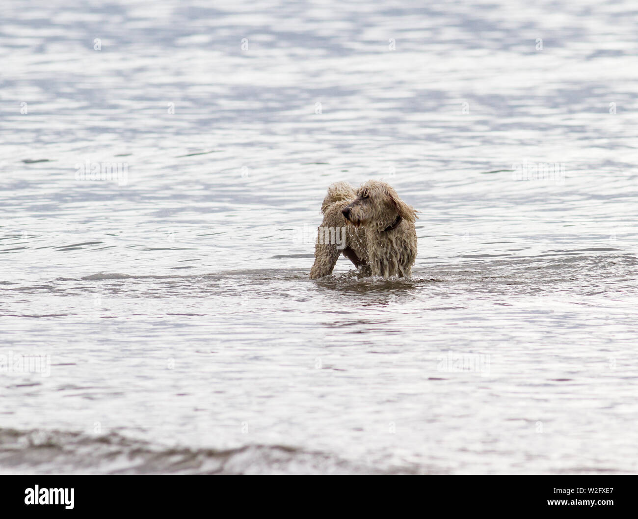 Canine friendly beach hi-res stock photography and images - Alamy