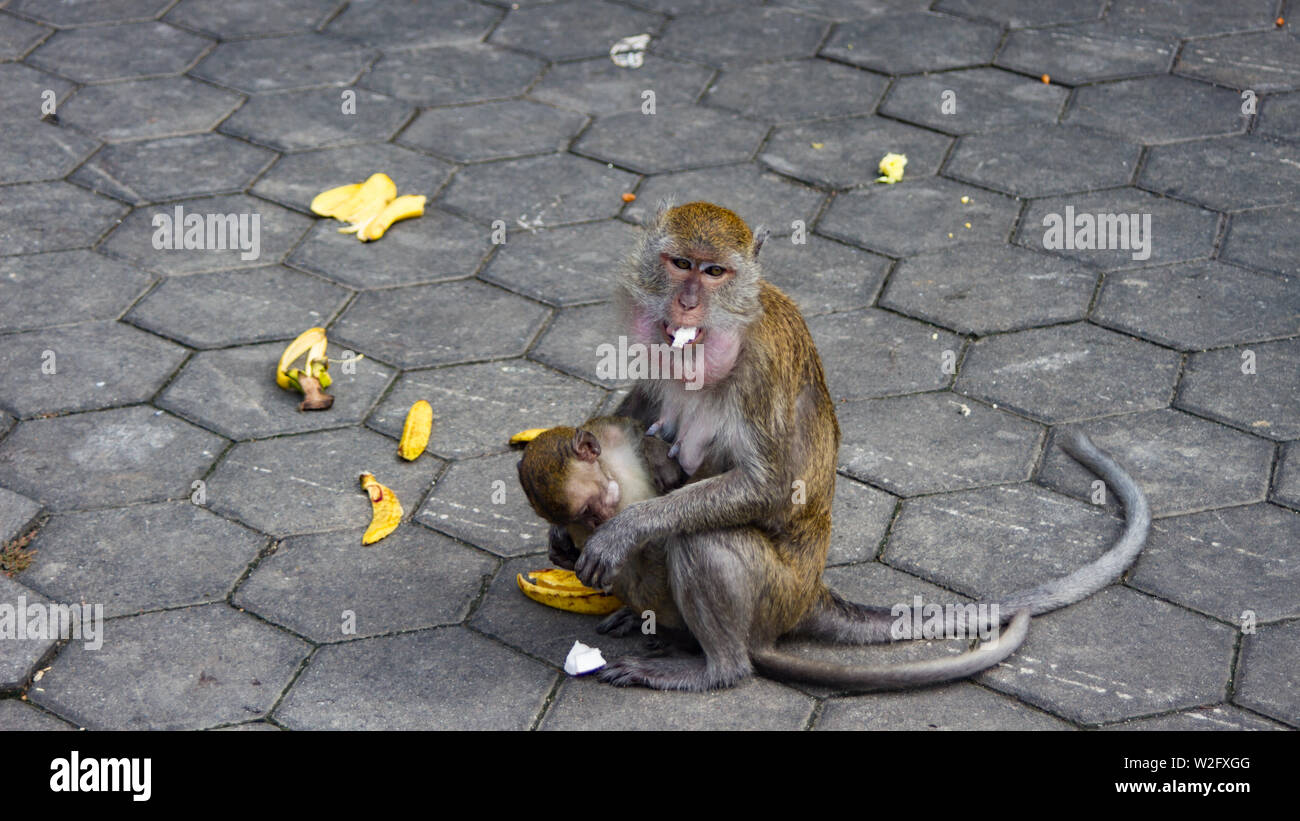 Mother and child macaque monkeys at Batu Caves, Kuala Lumpur Malaysia ...