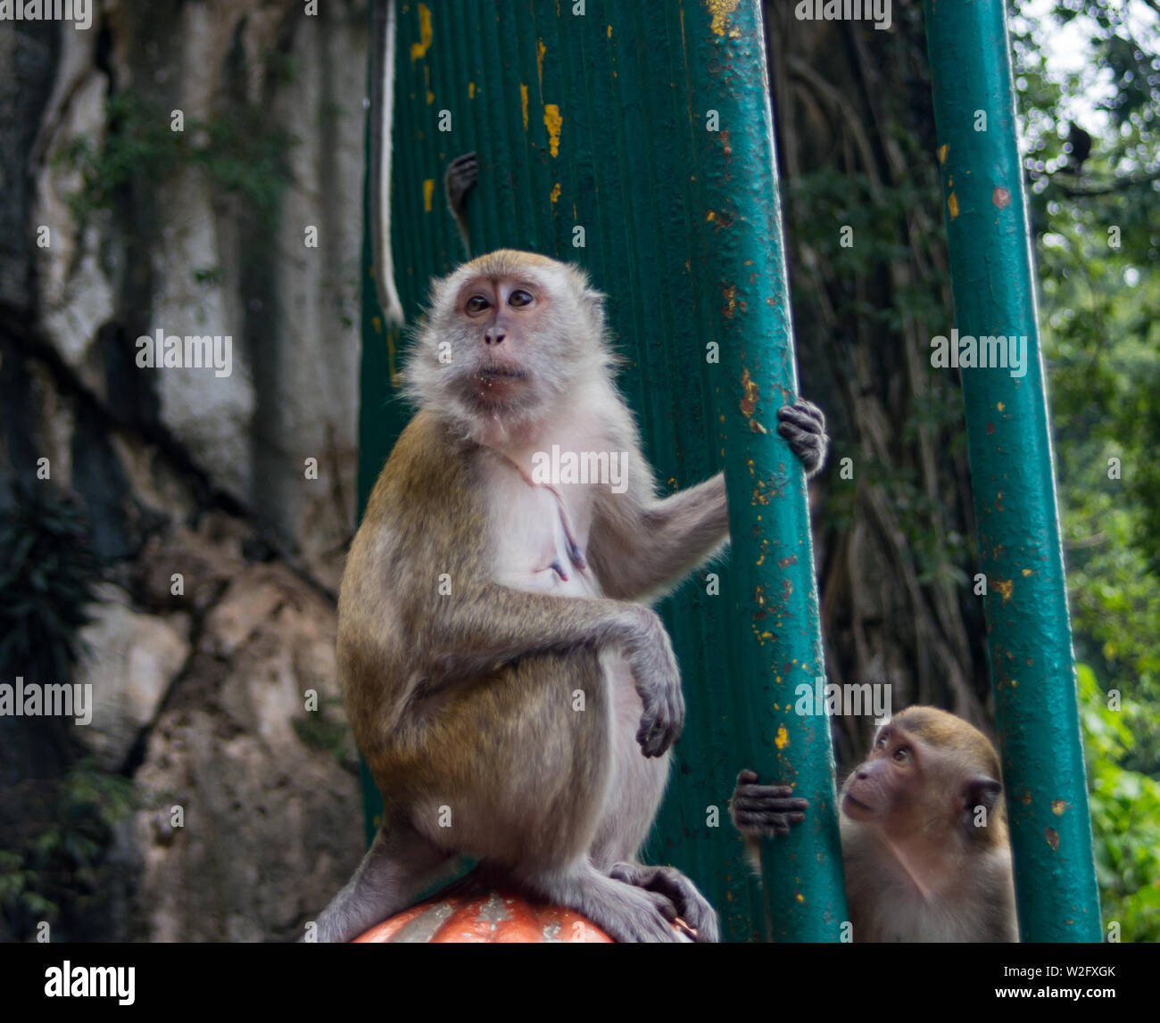 Mother and child macaque monkeys at Batu Caves, Kuala Lumpur Malaysia ...