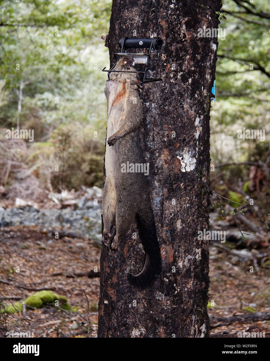 Dead possum caught in a possum trap, Nelson Lakes National Park, New ...