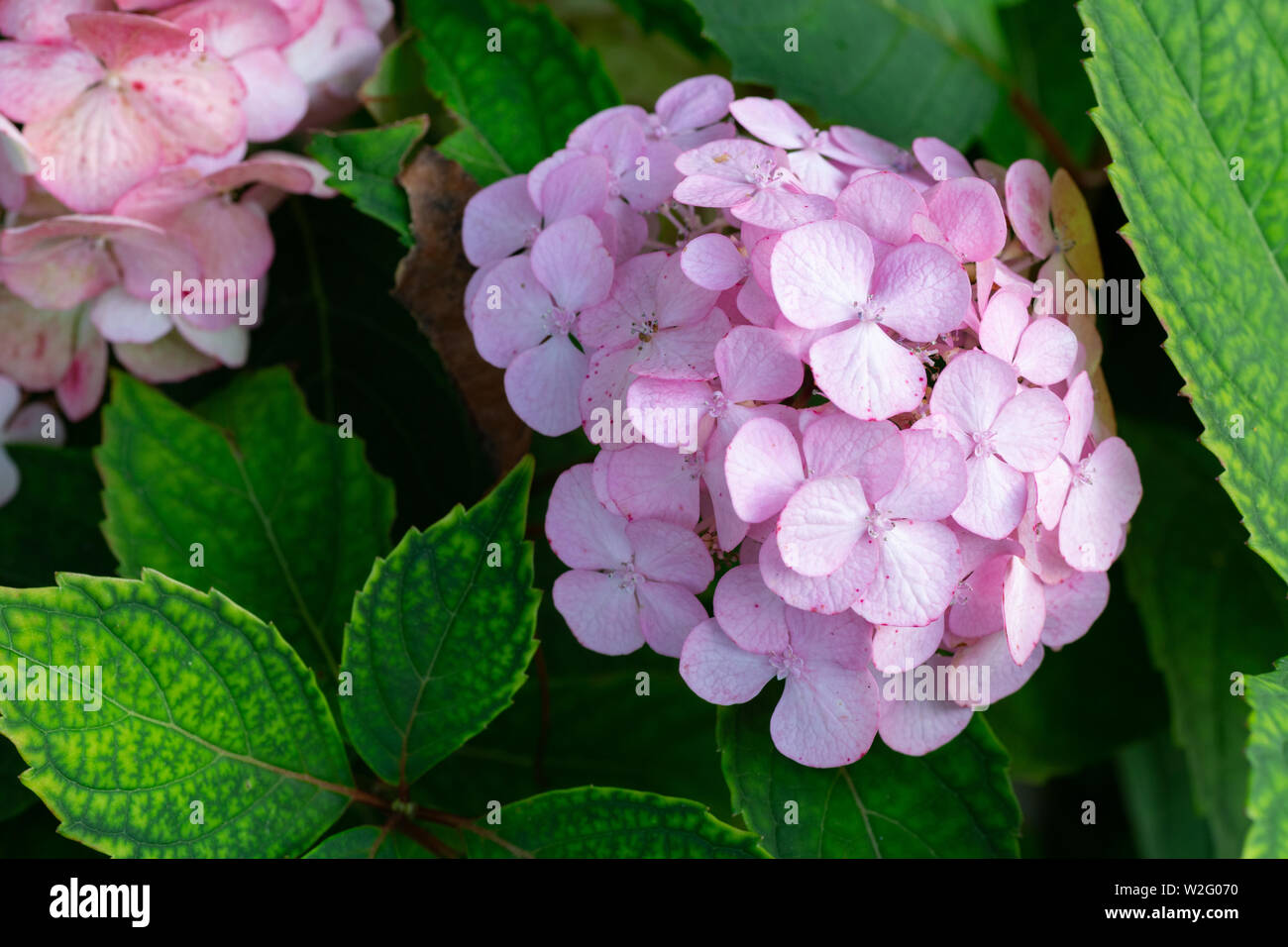 Beautiful Big Hydrangea Stock Photo - Alamy