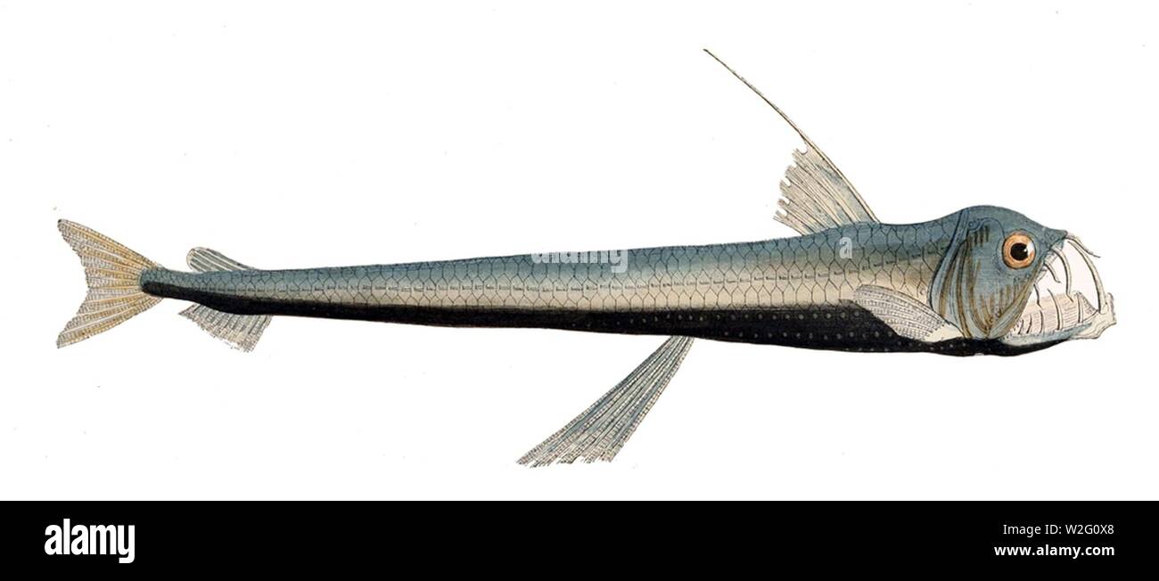 Chauliodus High Resolution Stock Photography and Images - Alamy