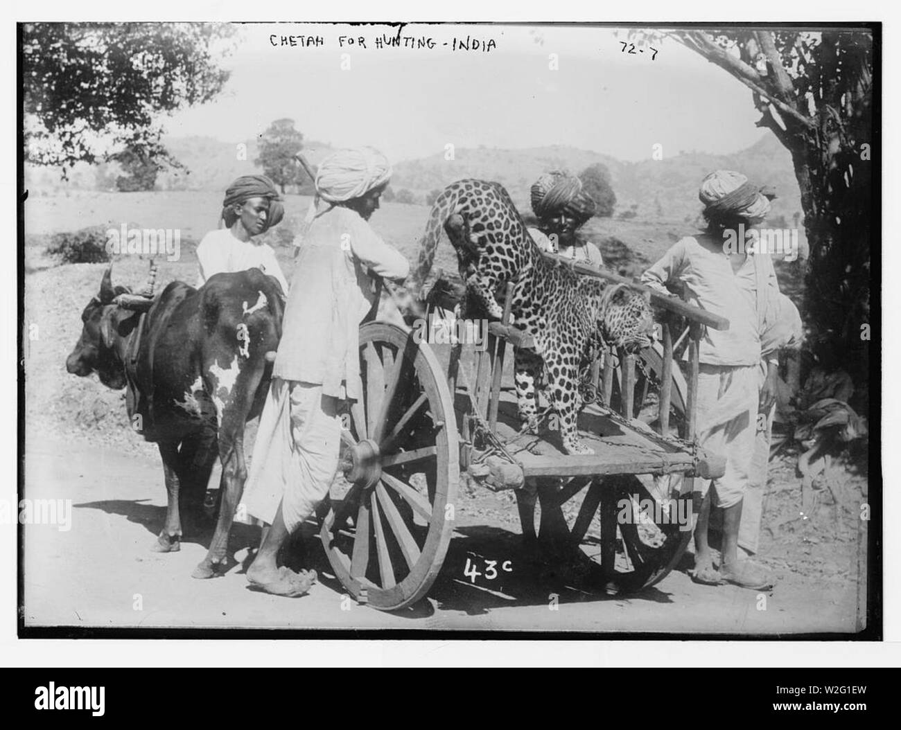Cheetah on cart, used for hunting in India (probably early 20th century ...