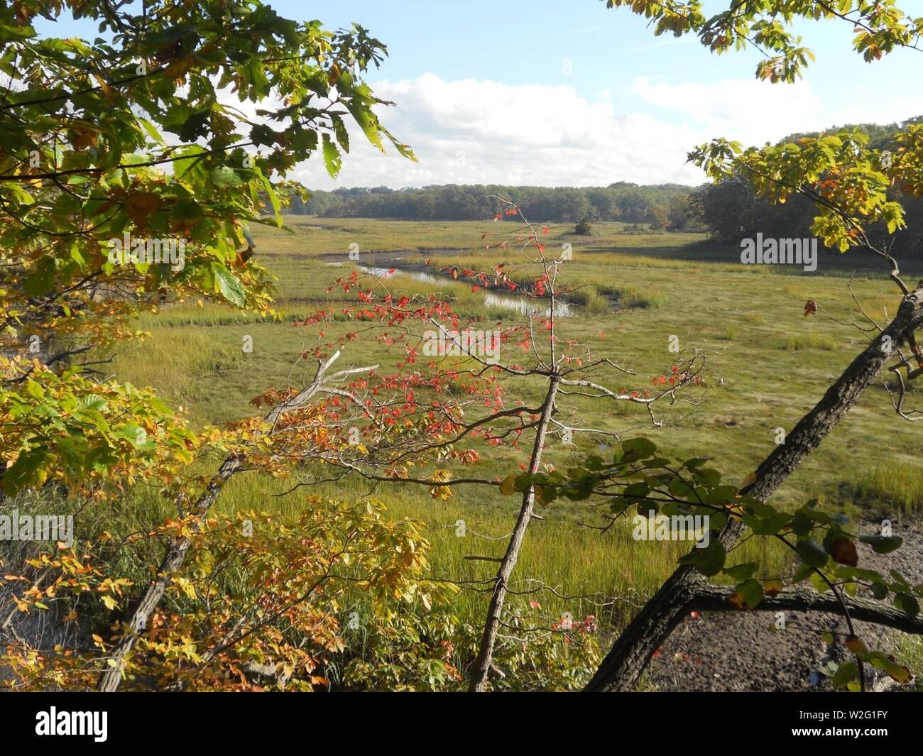 Cheesequake sp marsh Stock Photo - Alamy
