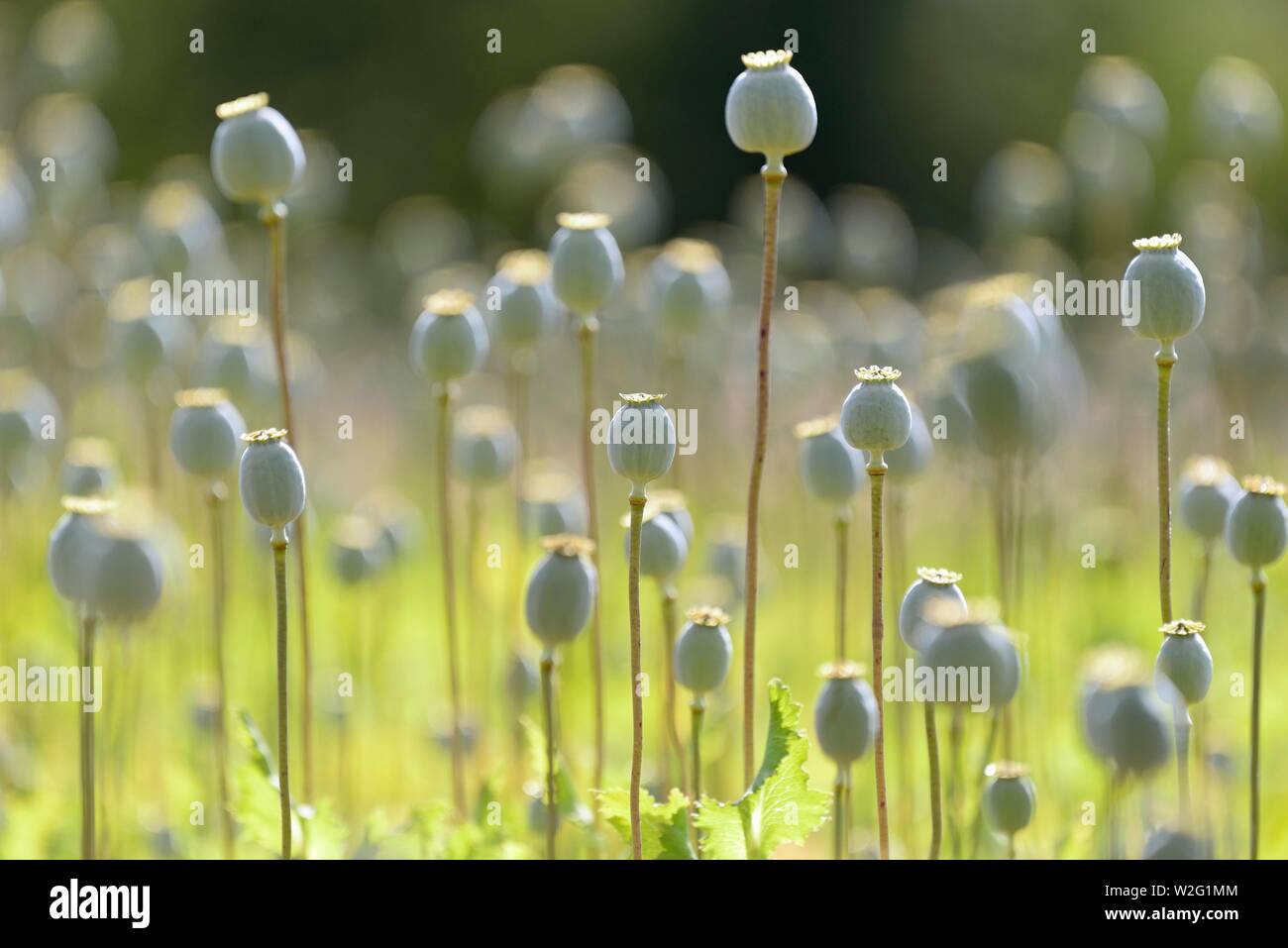 Opium poppy (Papaver somniferum), unripe capsular fruits, Hesse ...