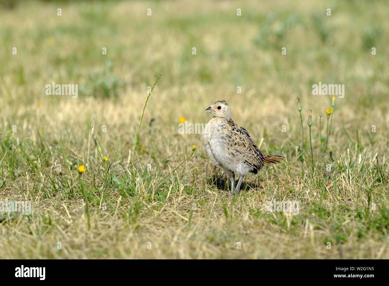 Young pheasant hi-res stock photography and images - Alamy